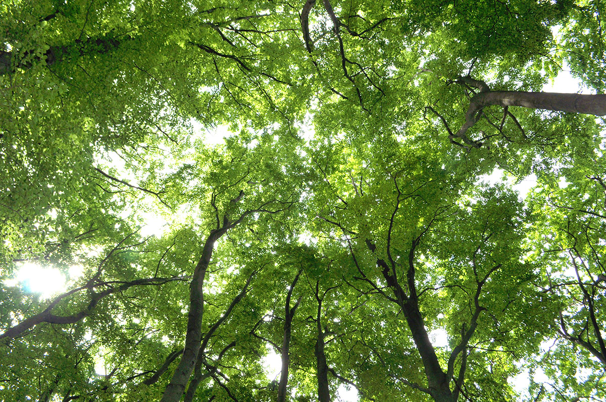 Beech Tree Forest Canopy in Germany | Green Groundswell